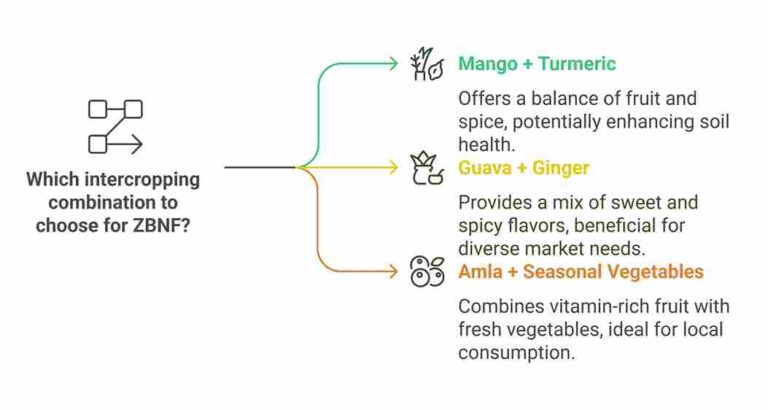 Zero Budget Natural Farming in 2025: Only ₹1000/Acre Cost
