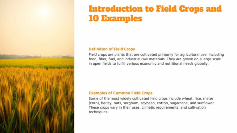 Field Crops and their Classification PPT | (Free Downlaod)